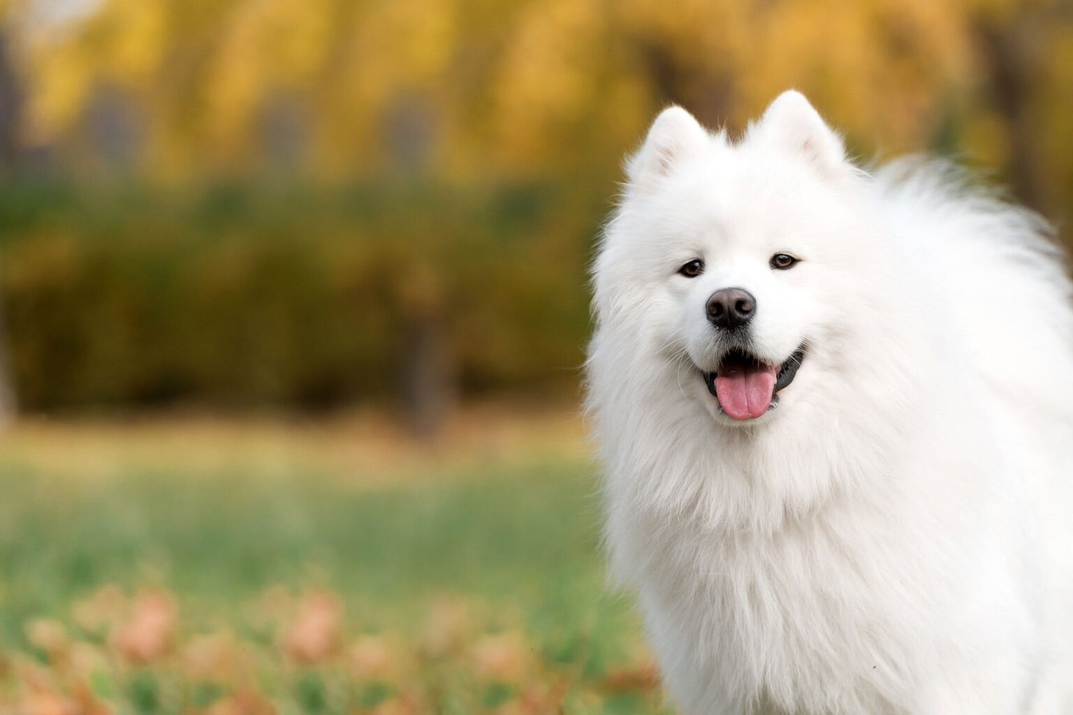 Samoyed Dog Breed - All you need to know & Personality Traits 2024 ...