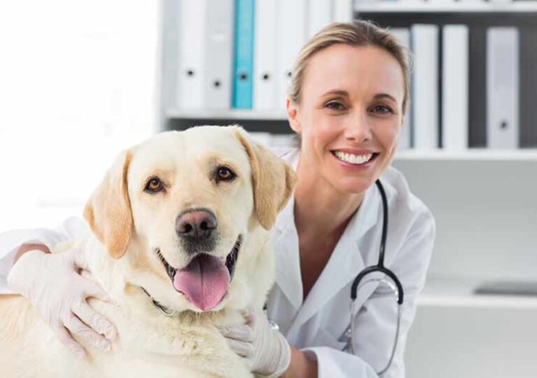 What is The Main Differences Between a Veterinary Clinic And an Animal ...