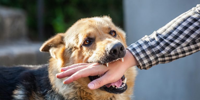 The 8 Most Common Dog Bite Injuries - Green Poison