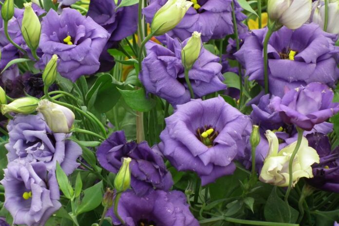 Eustoma Singapore - Green Poison