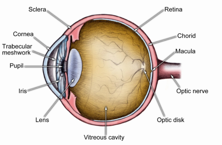 How Successful is Refractive Lens Exchange? - Green Poison