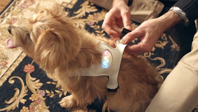 Rise of Technology in Pet Care: From Smart Feeders to GPS Trackers ...