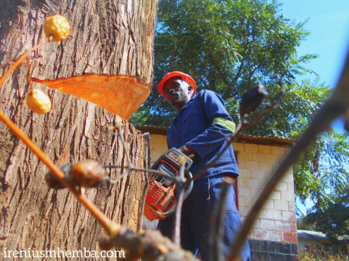 DIY vs. Hiring a Professional Treefeller: Factors to Consider - Green ...